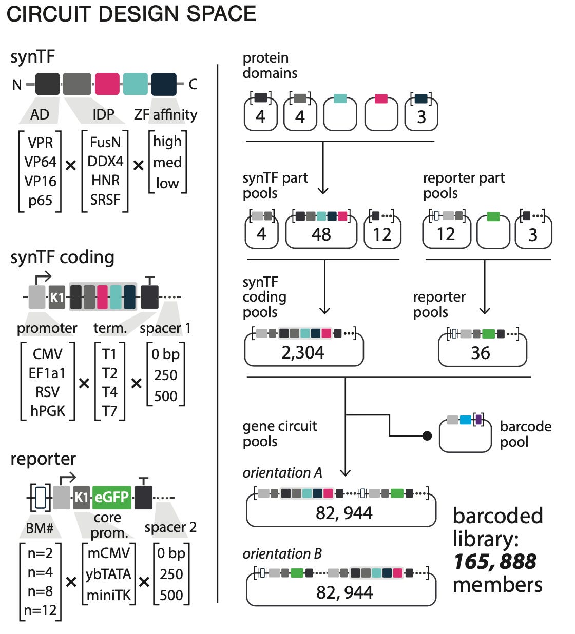 Accelerating genetic design - by Elliot Hershberg