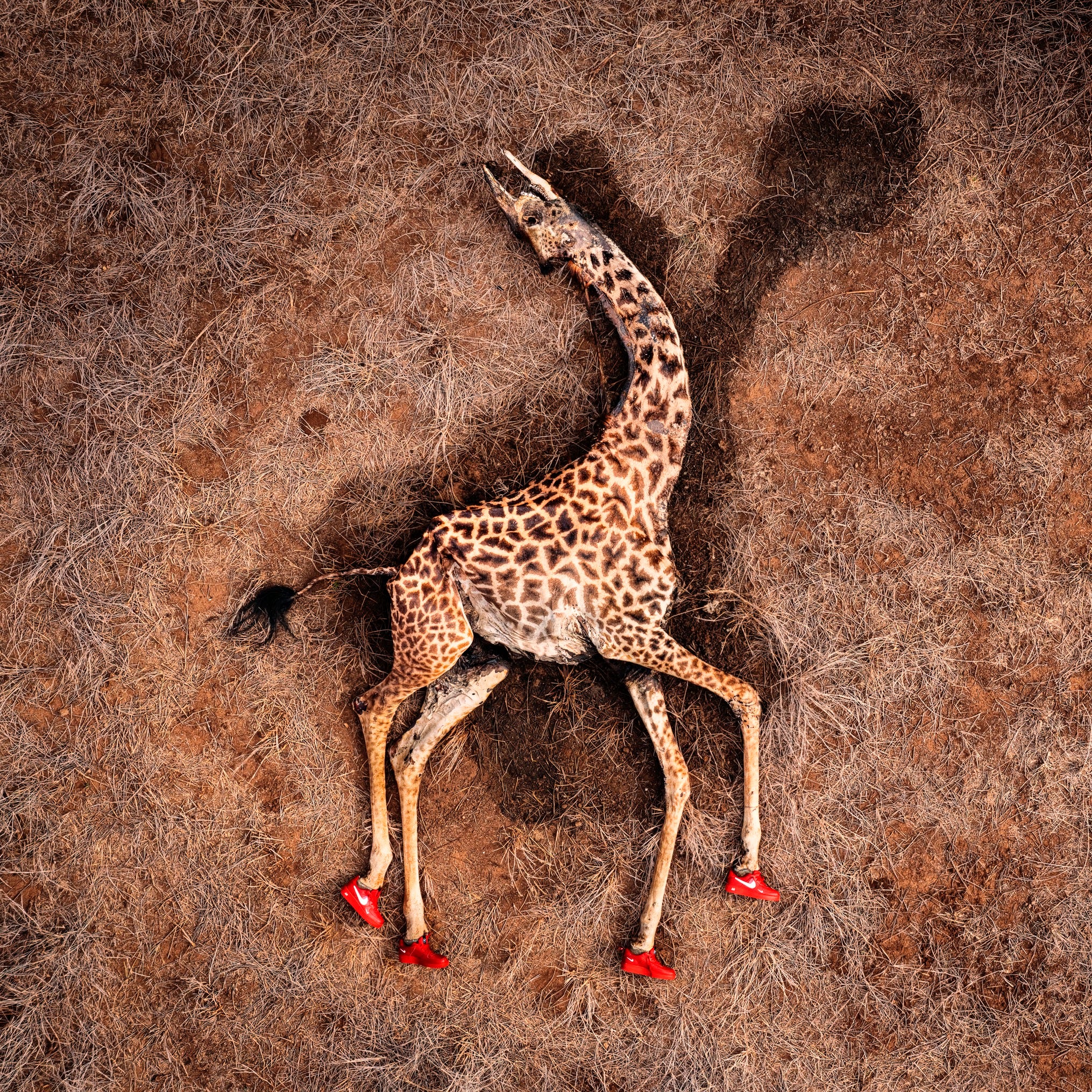 Charlie Hamilton James | Substack