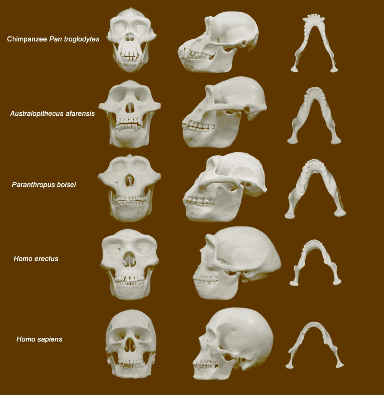 Southeast Asia: 1.8 million years of human prehistory (Part 2)