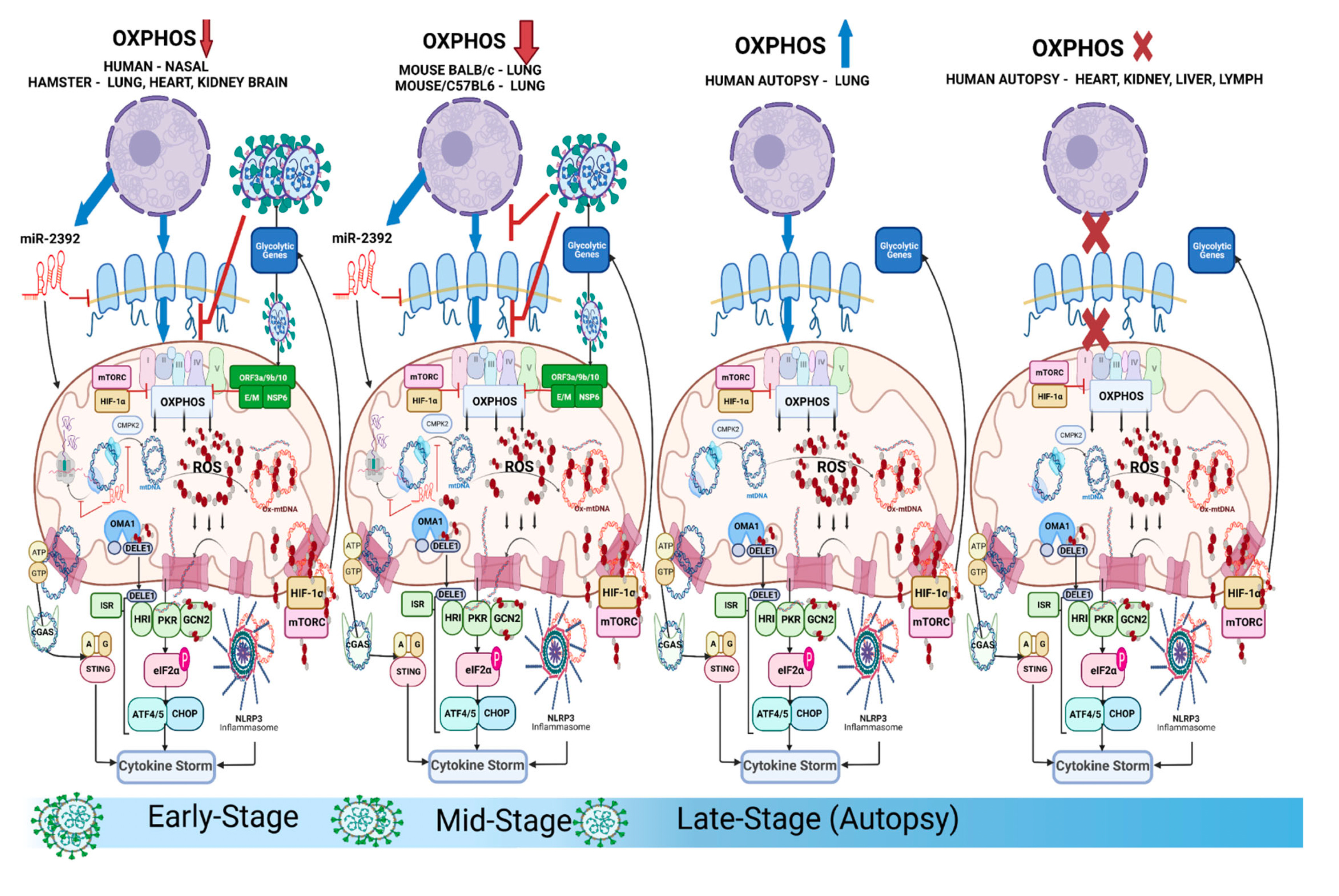Long Covid: Mitochondria, the Big Miss, and Hope