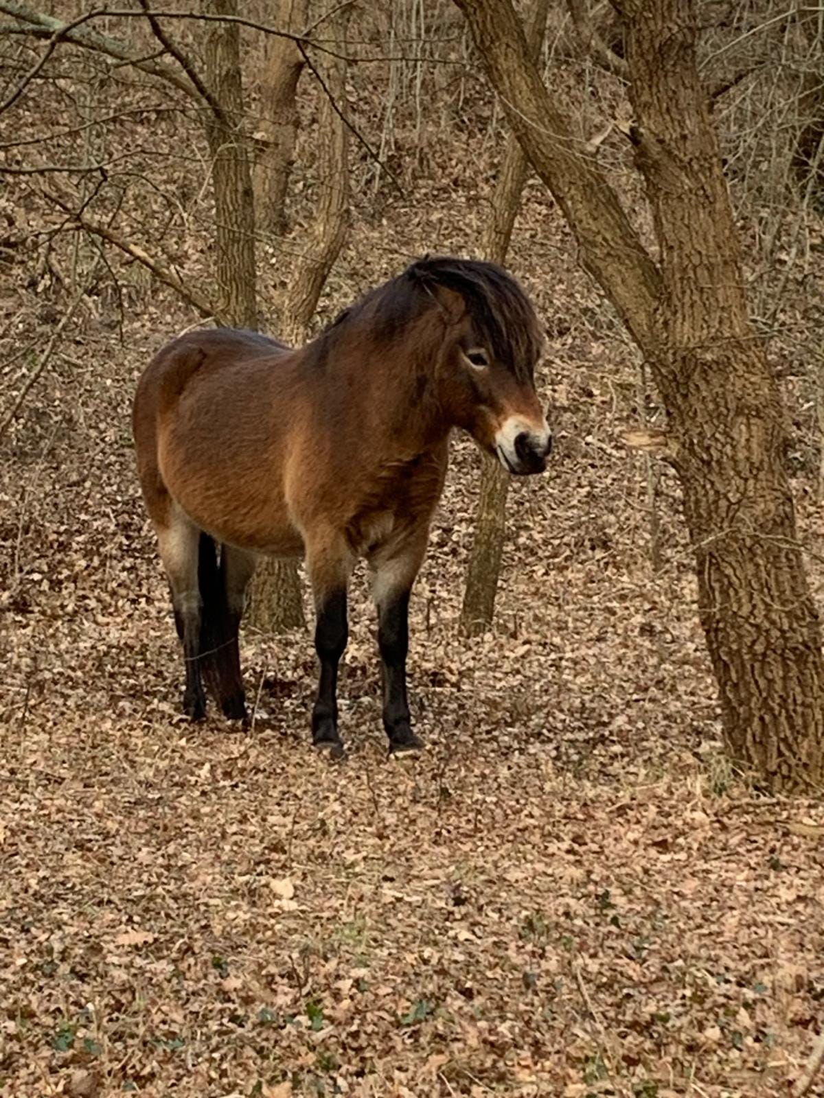 ancient, ancestor, memory, landscape