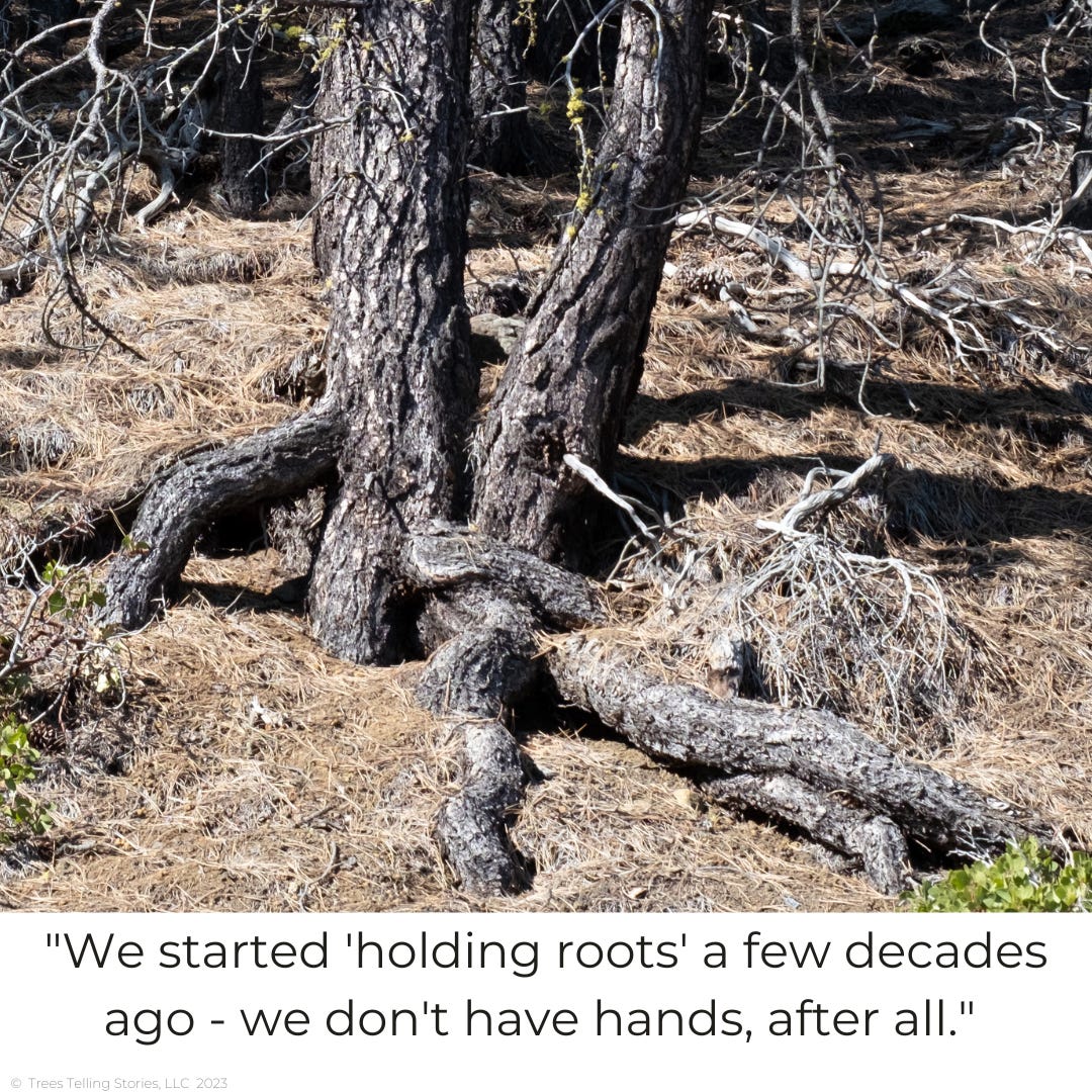 How Trees Show Love - The Trees Telling Stories Substack