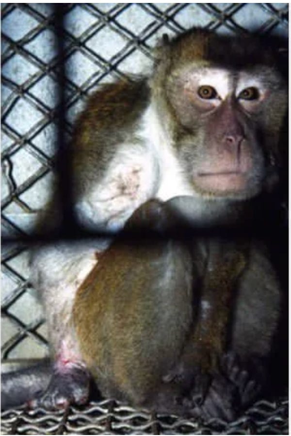 Book review: The Monkey Wars - by Drew Housman