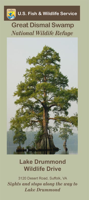 A Visit to the Great Dismal Swamp - by Annette Marquis