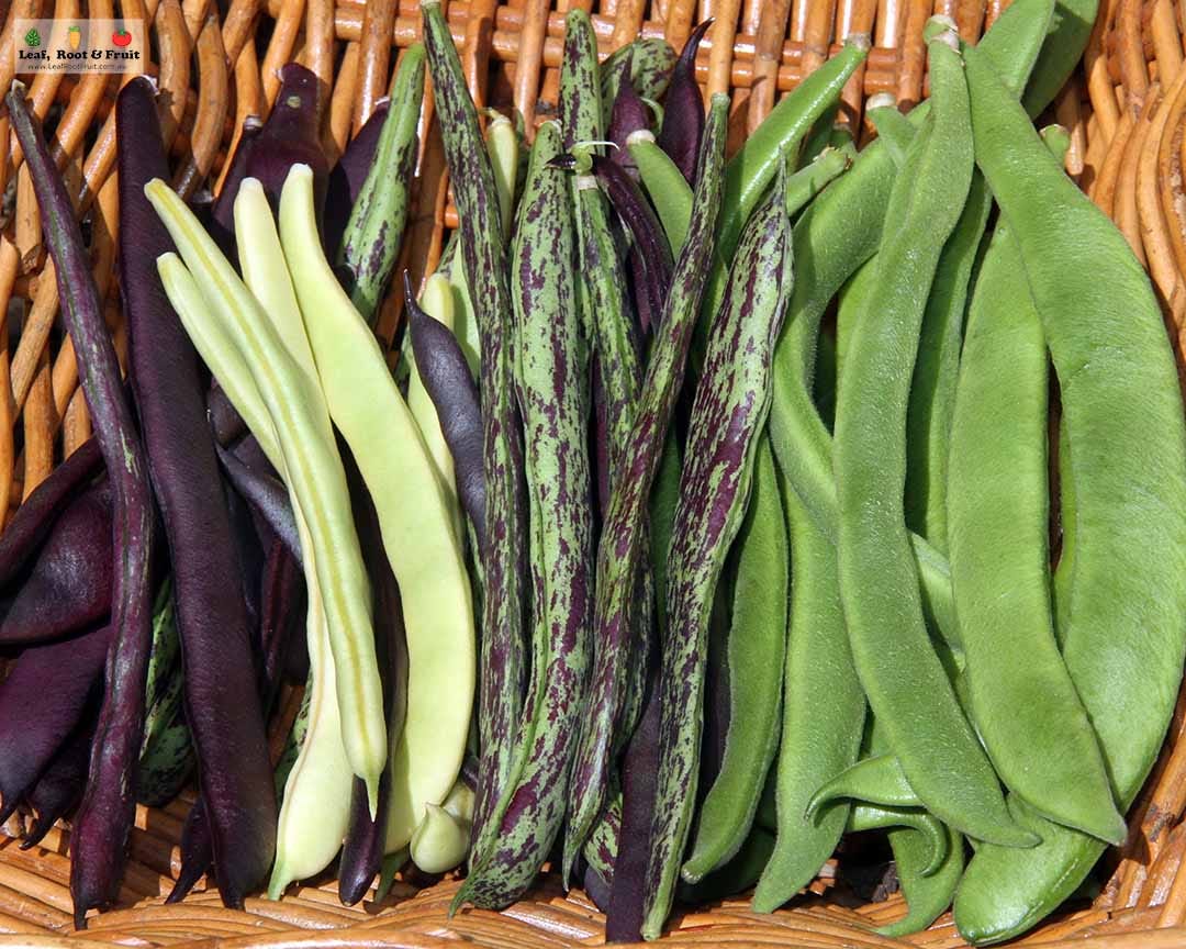 How to Grow Beans - by Duncan Cocking - Leaf, Root & Fruit