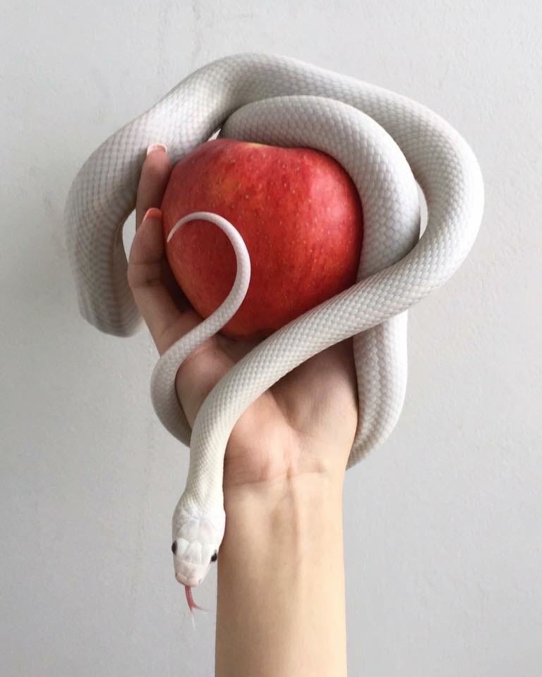 The Serpent and The Apple - Dominic Adler