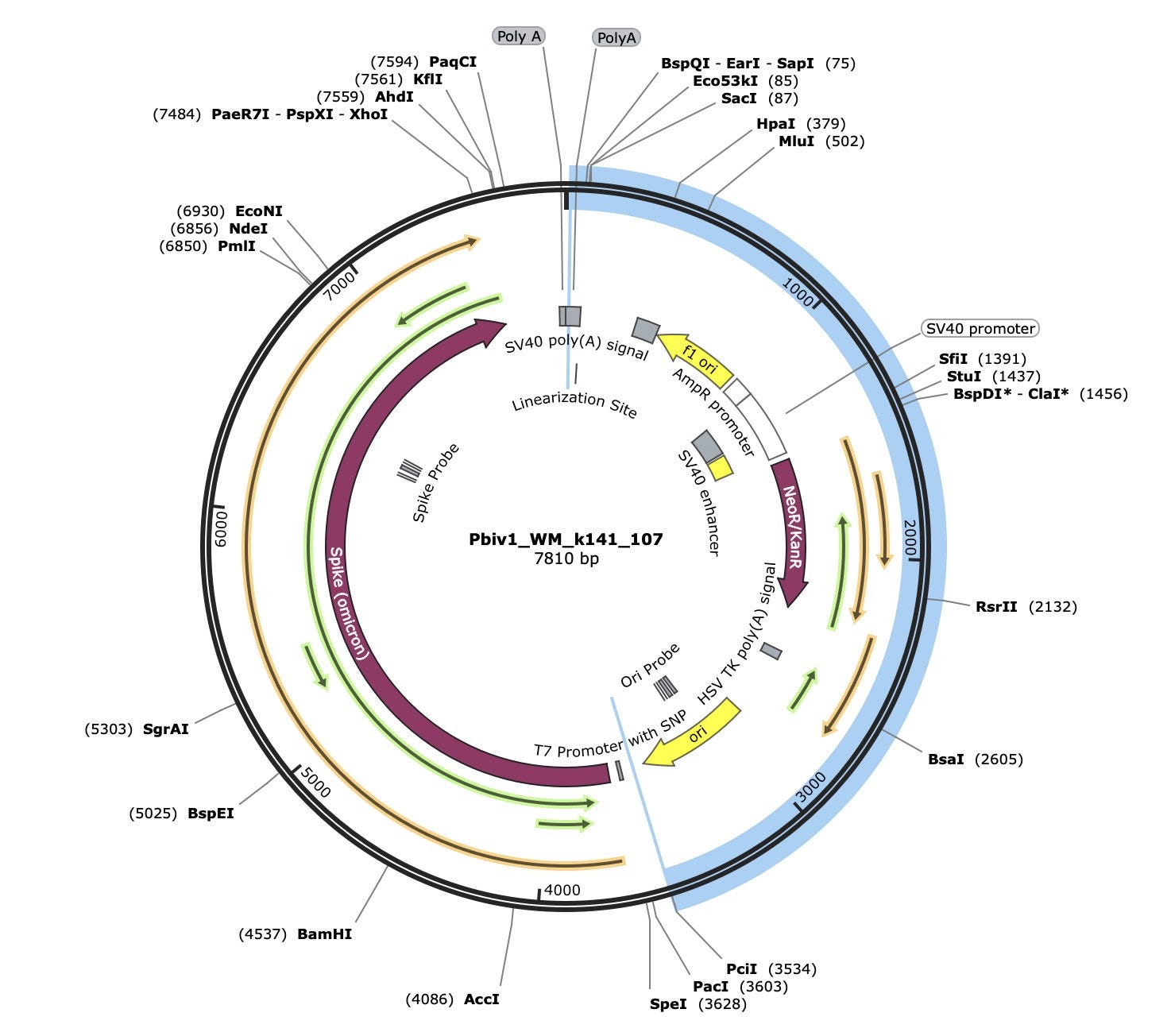 DNA fragments detected in monovalent and bivalent Pfizer/BioNTech and ...