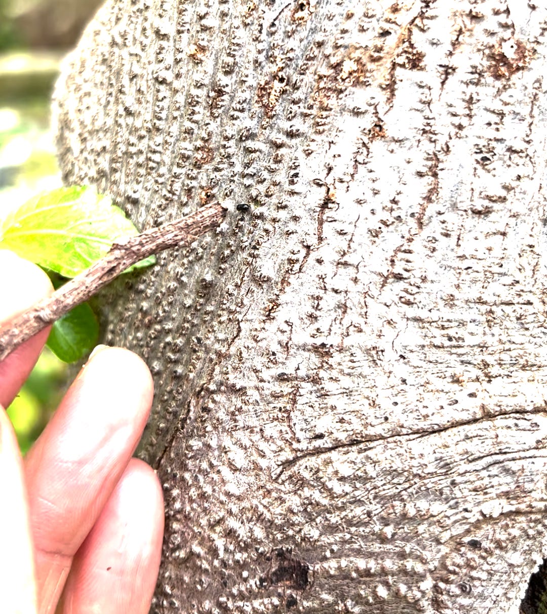 Shot hole borers - by Casey Lister - lofi life