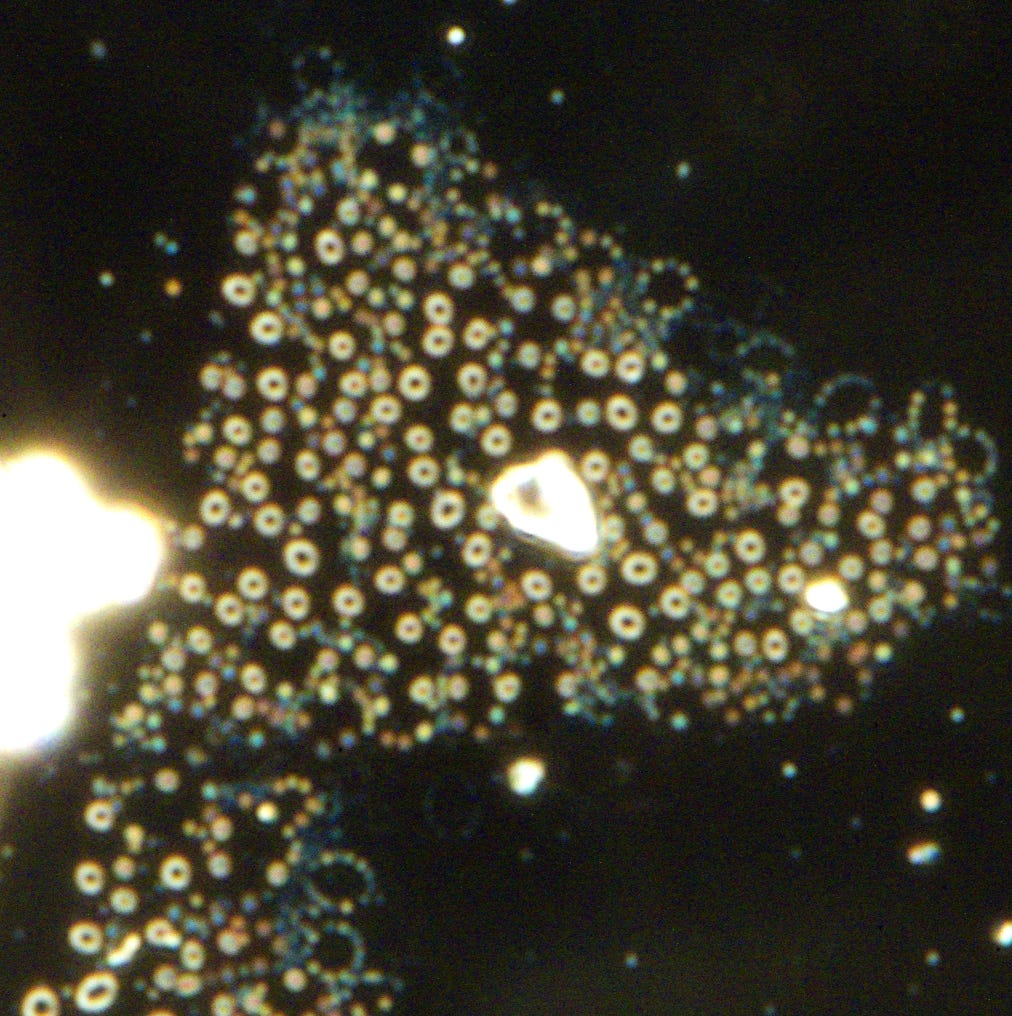 Groundbreaking morphological finds from swab samples.