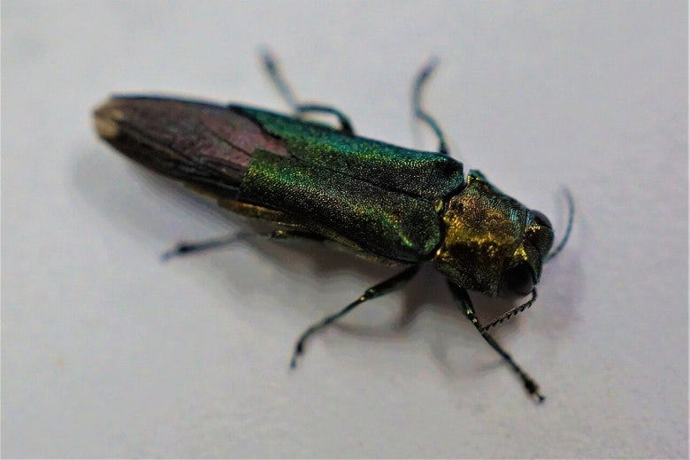 Invasive Emerald Ash Borer in Bar Harbor