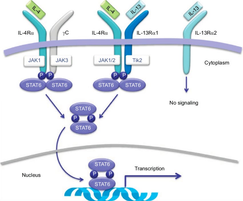 Immunology Cheat Sheet - by Dylan Neel and Aniqa Tasnim
