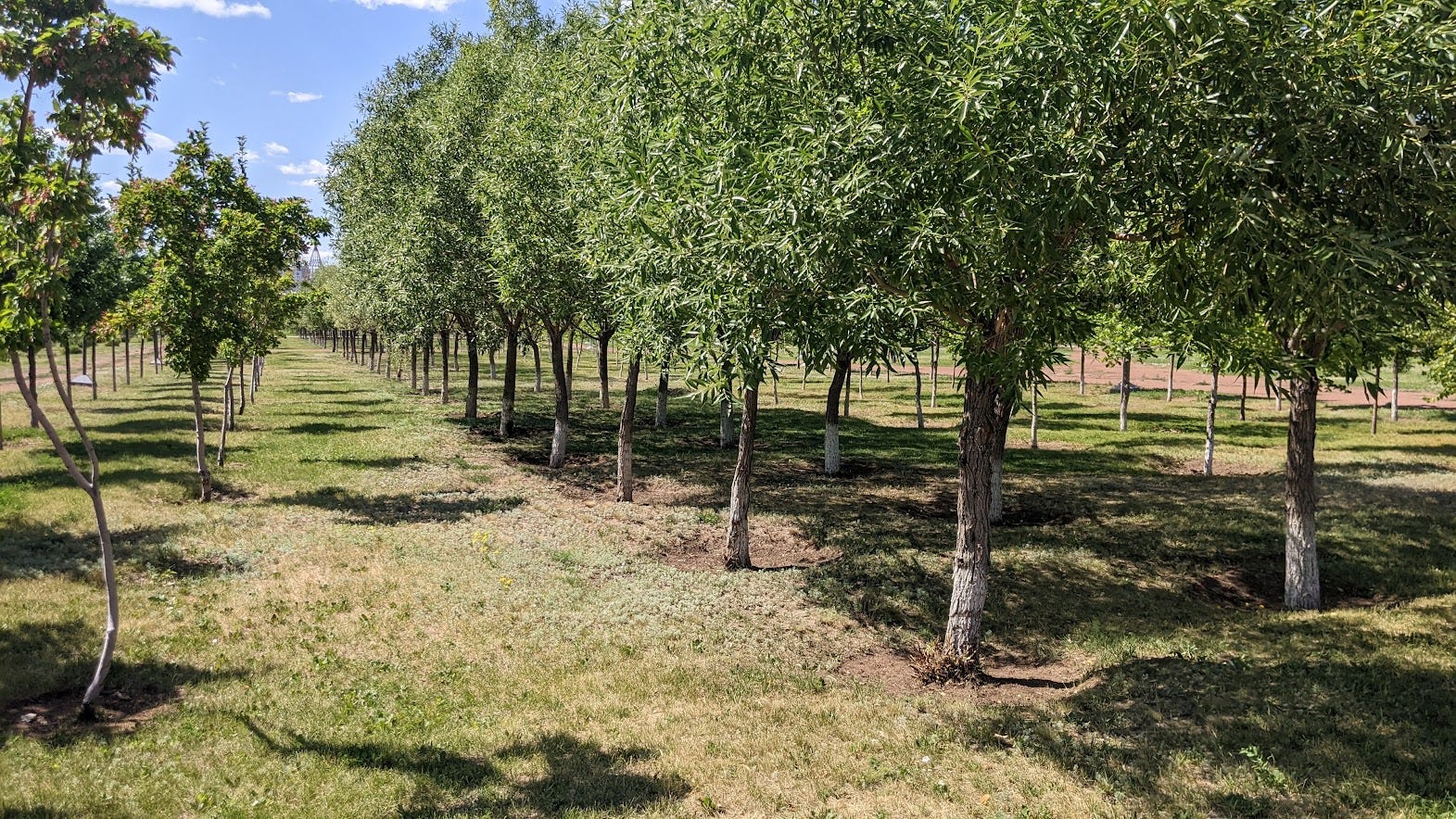 Balkan Ecology Project : Eastern Travels - Kazakhstan - Growing trees ...