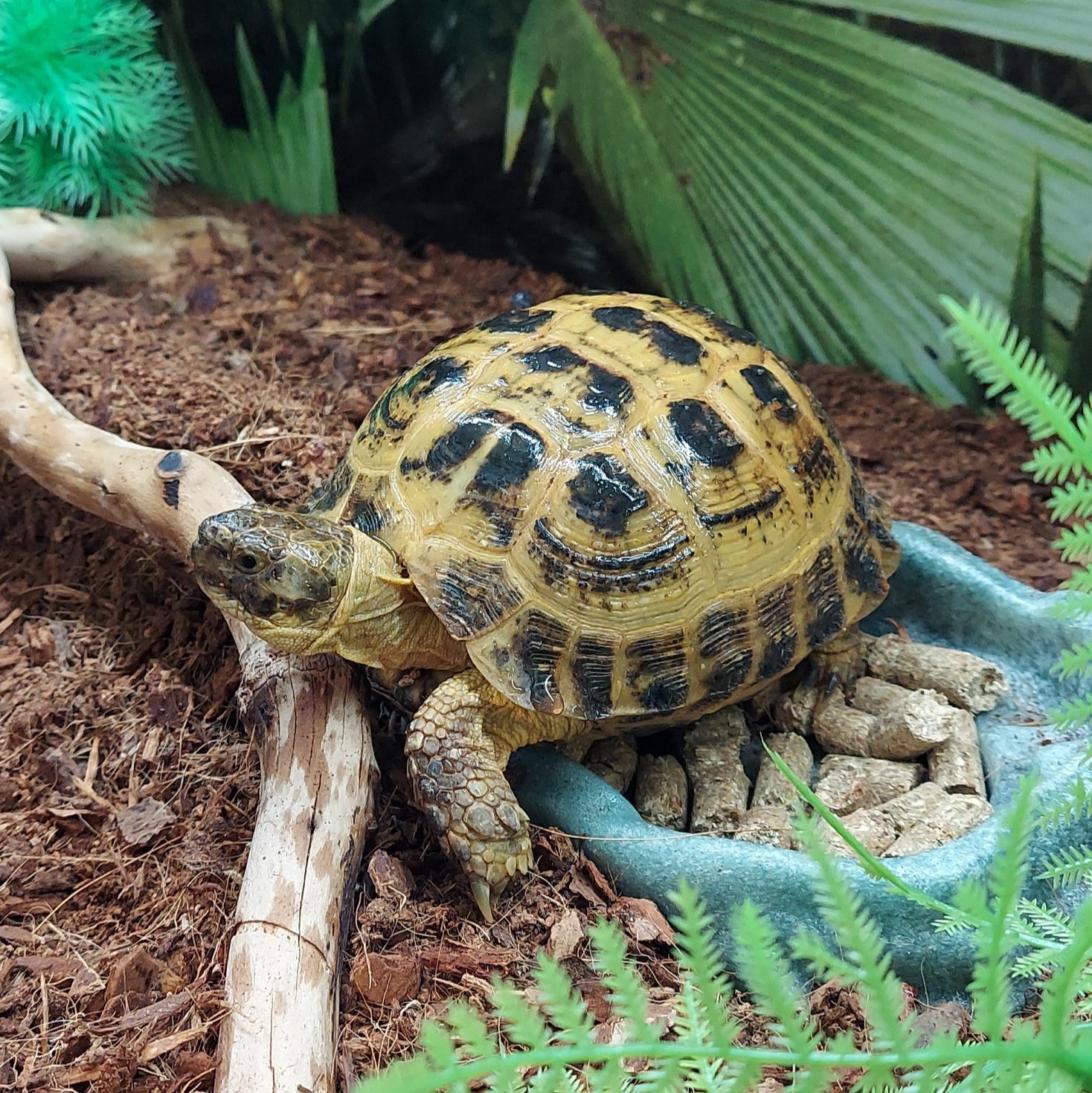 Know Your Pet! Testudo Tortise - by Dallas Pet Club