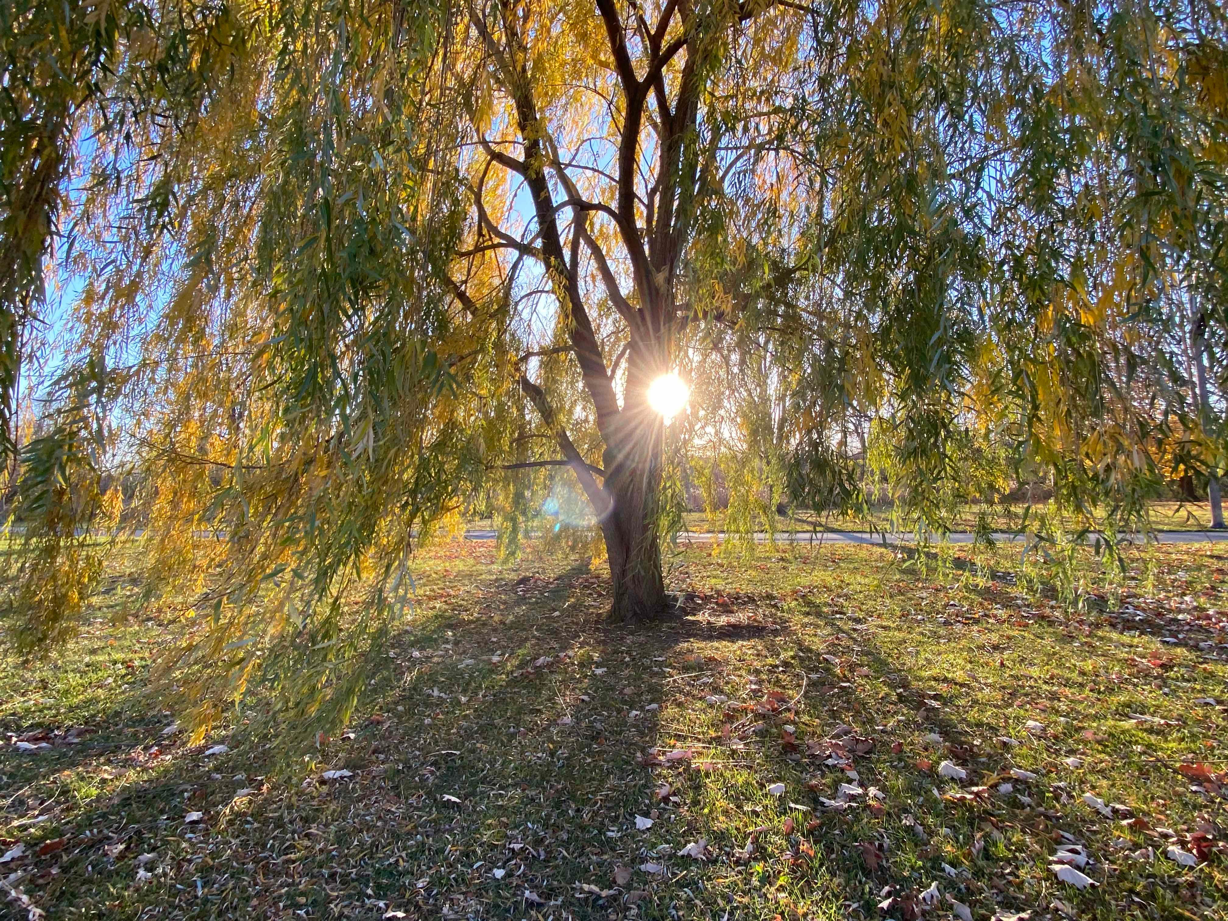 Weeping Willow Tree - by A Story of Healing
