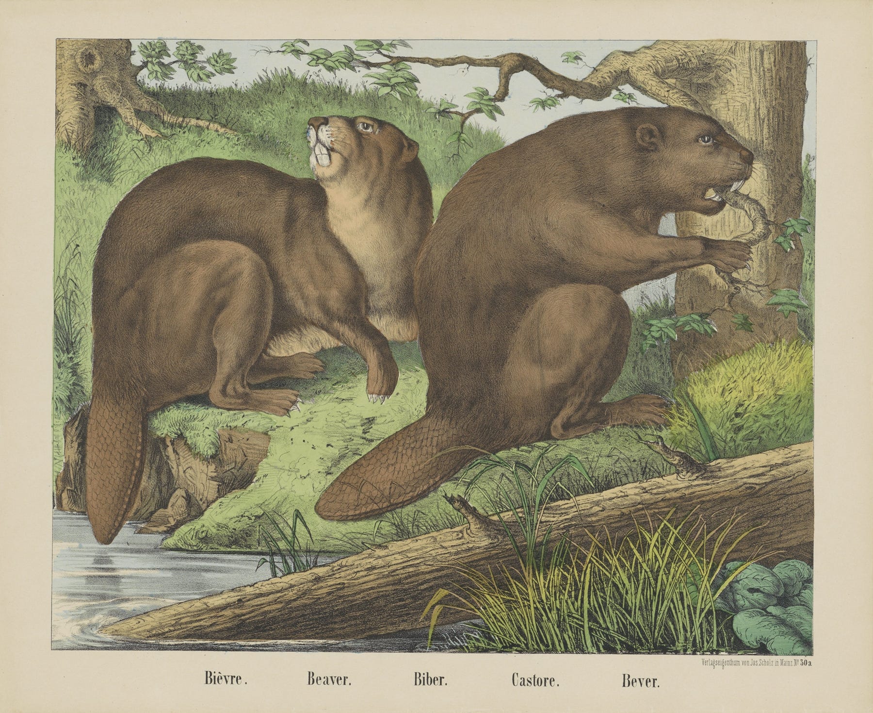 Becoming Beaver - by Nate Nate Nainers