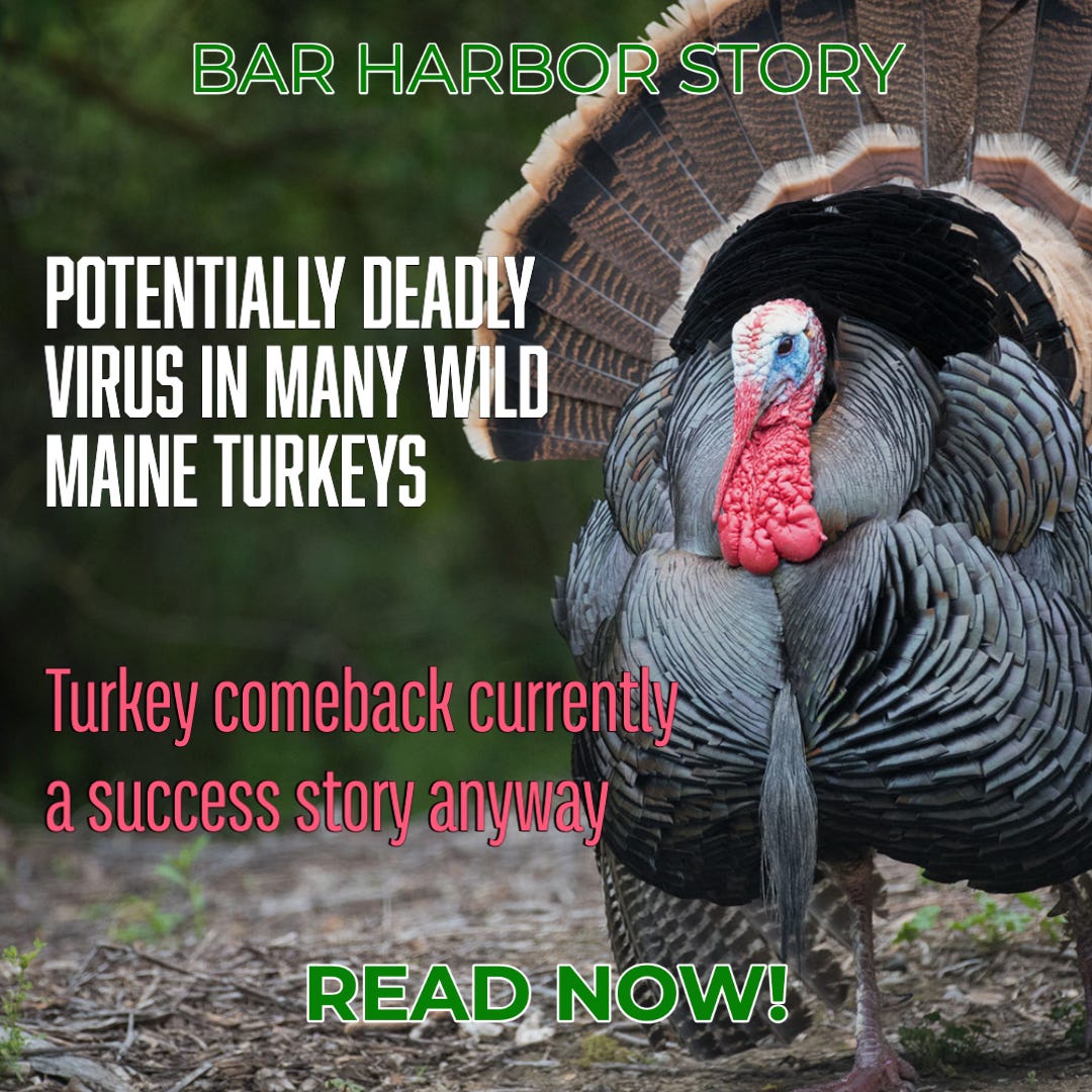 Potentially Deadly Virus in Many Wild Maine Turkeys
