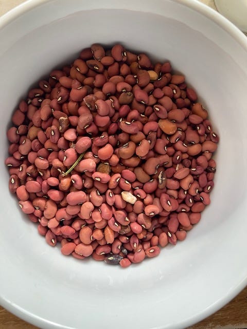 Southern Peas - by shannon stoney - A Garden in Tennessee