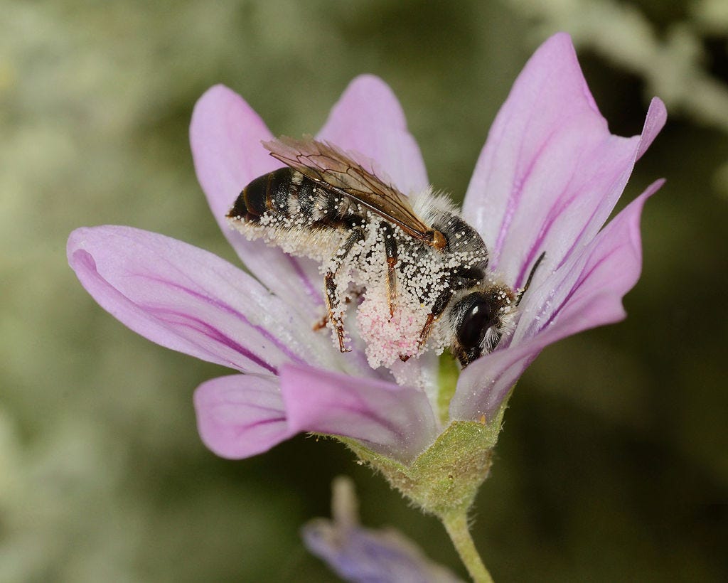 🐝 6 Things You Didn't Know About Leafcutter Bees