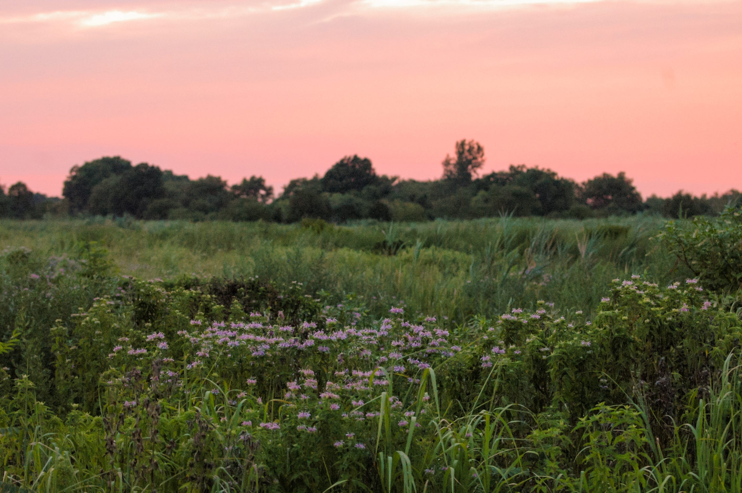 Split - by Alex Tey - Rare Bird