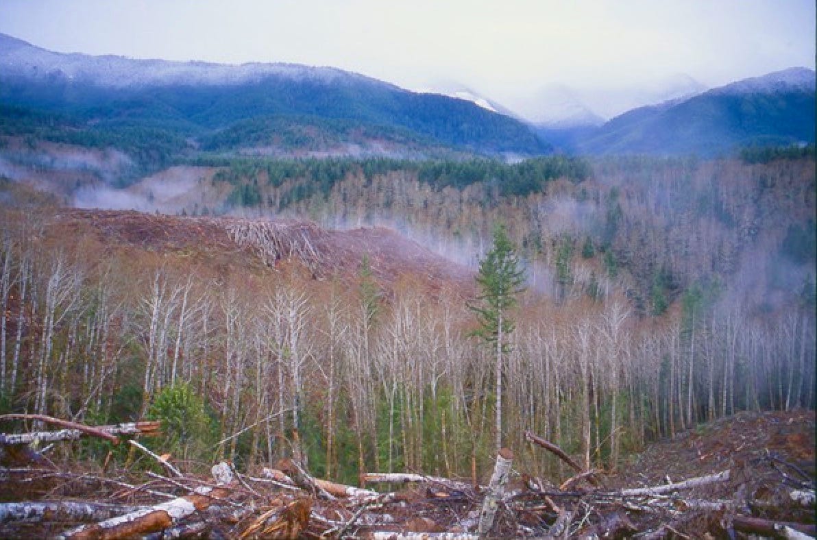 CHAPTER 4: Timber Town - by T.H. PLATT