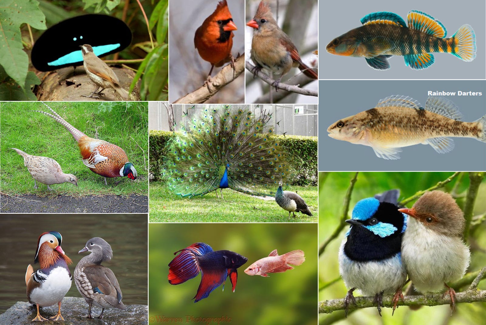 The Hidden Patterns of Sexual Evolution - by Tomas Pueyo