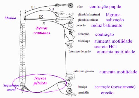 Neurotransmissores e receptores colinérgicos - Transmissão Colinérgica