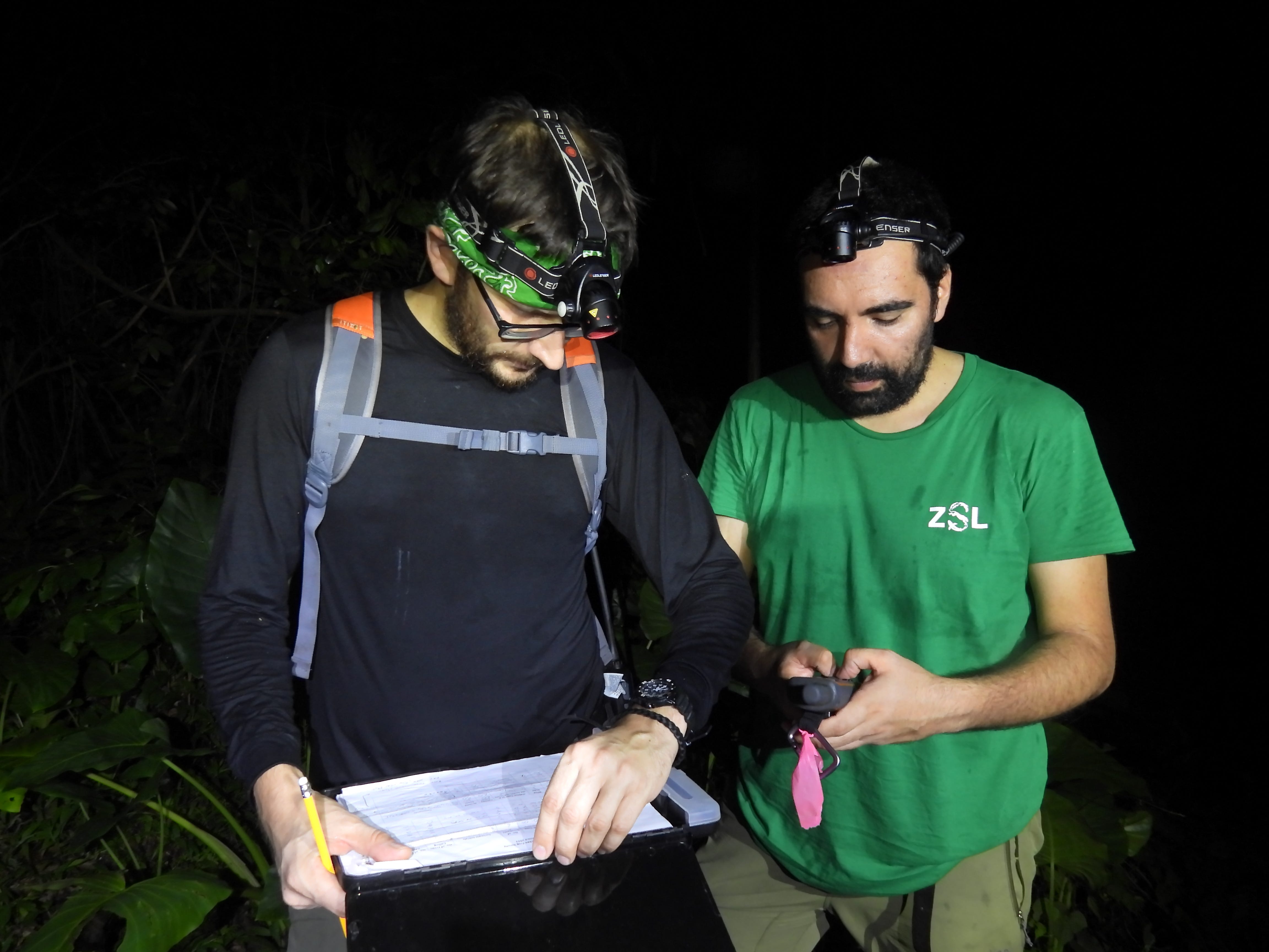 Giant Caribbean Mountain Chicken Frog On The Brink Of Extinction