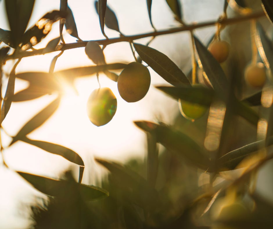 Medicinal Benefits of Olive Leaf (Olea europaea L.)—Homestead Herbalist