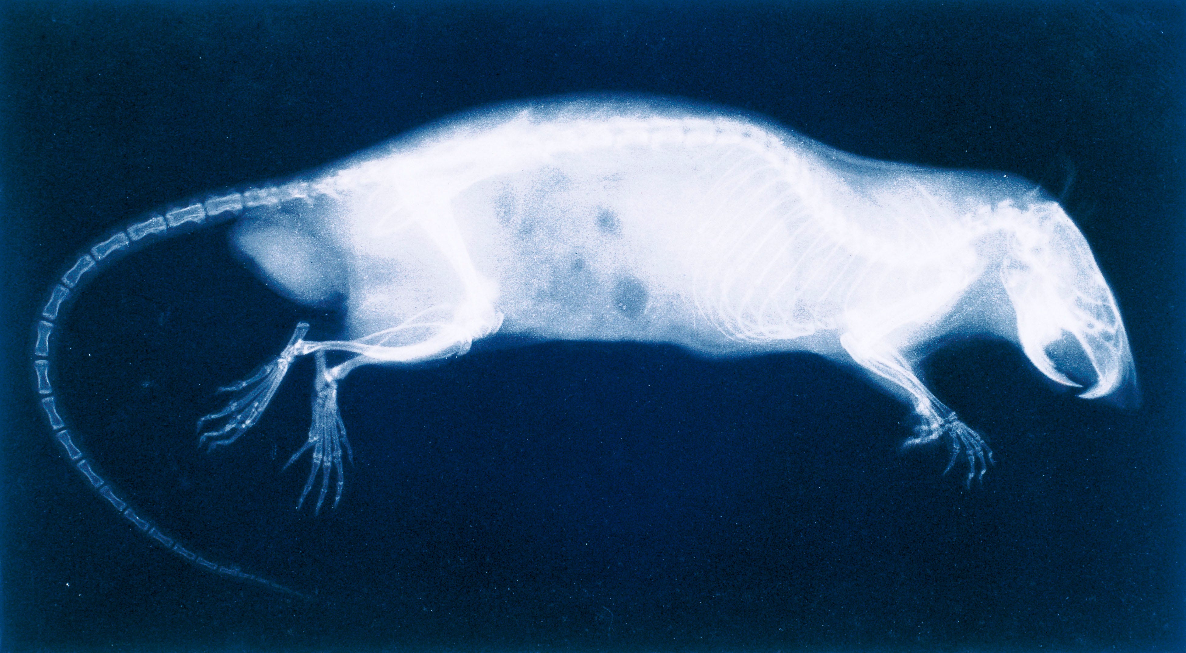 The Humans Who Live as Lab Rats - by Katherine Dee