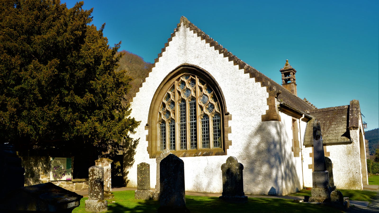 Lessons from the Yew Tree - by Cassandra Quave