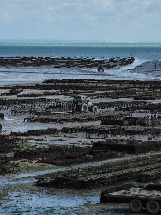 Taking a Closer Look at Seawater Farming