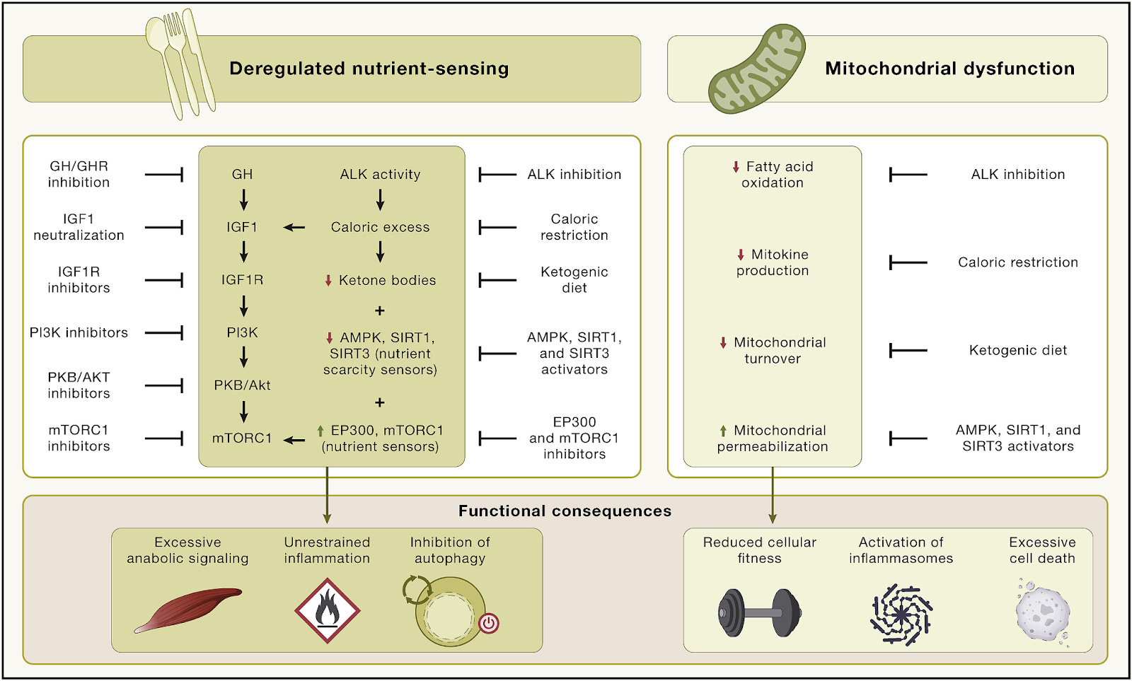 'Hallmarks of Aging' Series Part III: Nutrient Sensing, Mitochondrial ...