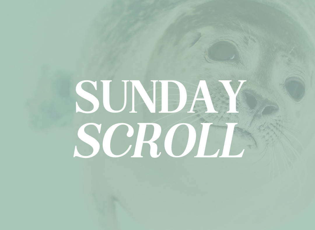 Sunday Scroll #3 - Emily Ley’s Substack