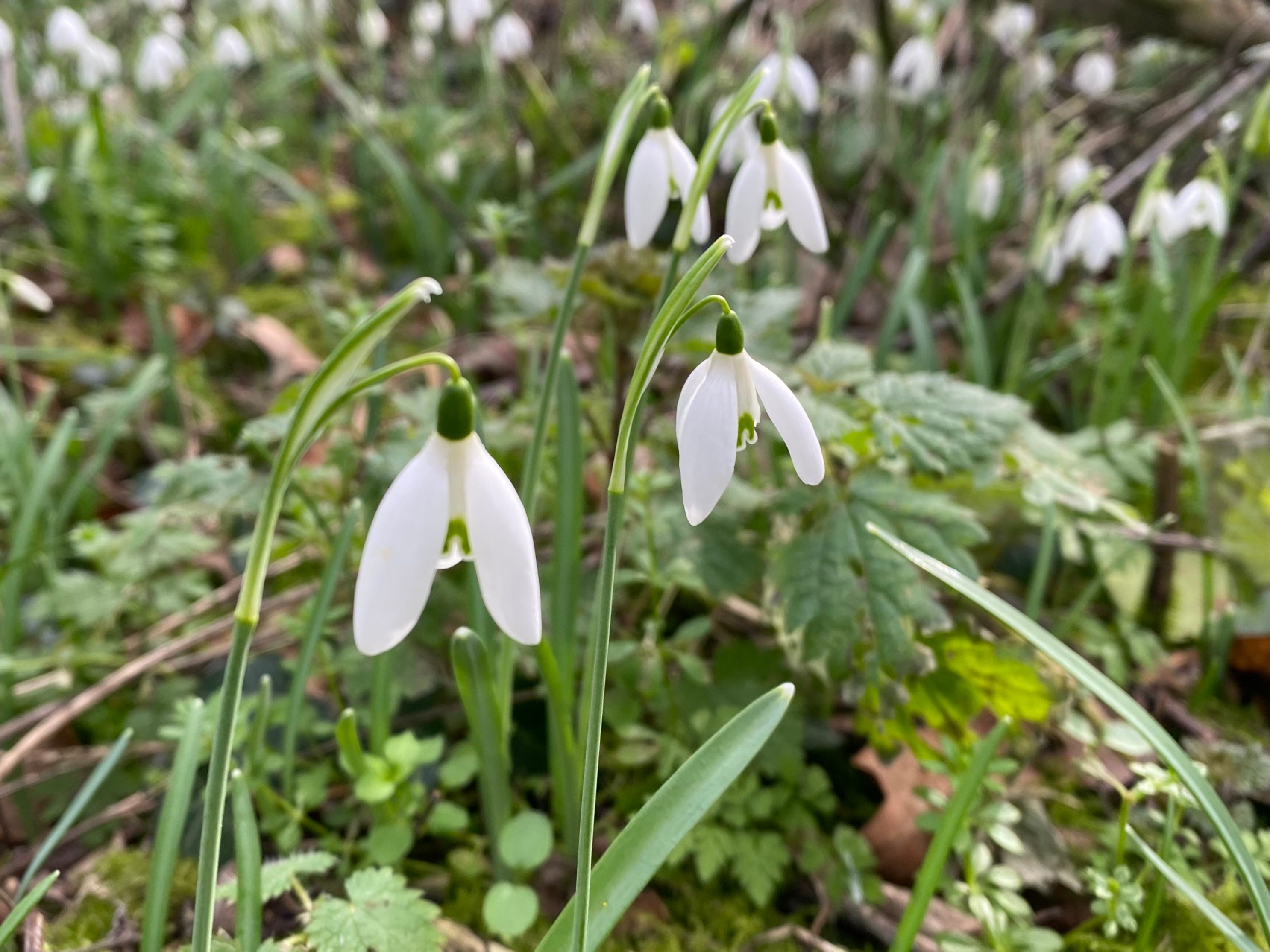 Spring's Door - by Imogen Ashwin - Bracken & Wrack