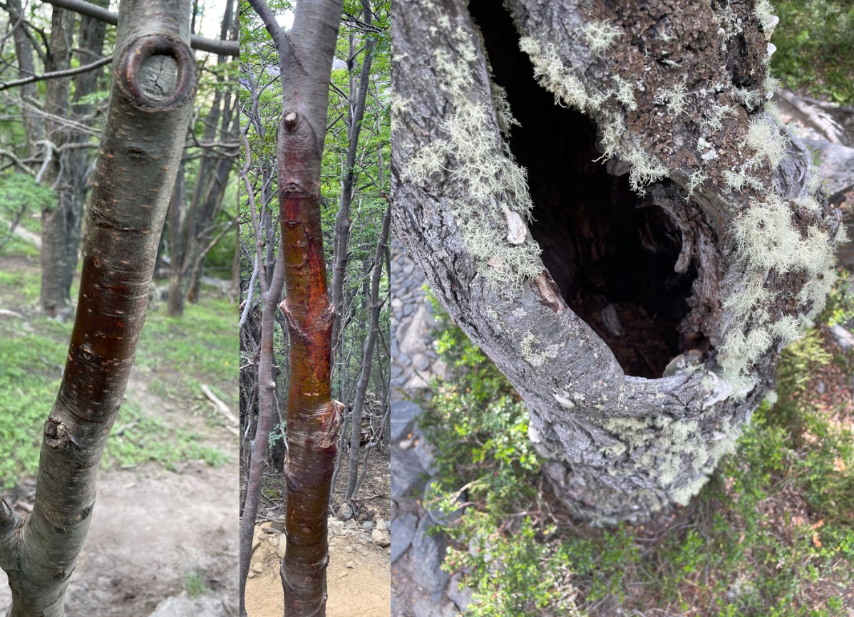 Patagonian Vignettes - by casey wetherbee and Sidd Muchhal