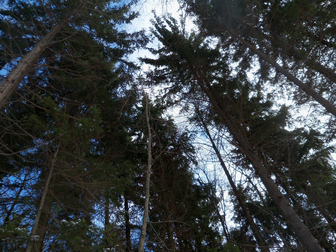 The Lone Pine - by Jill Swenson