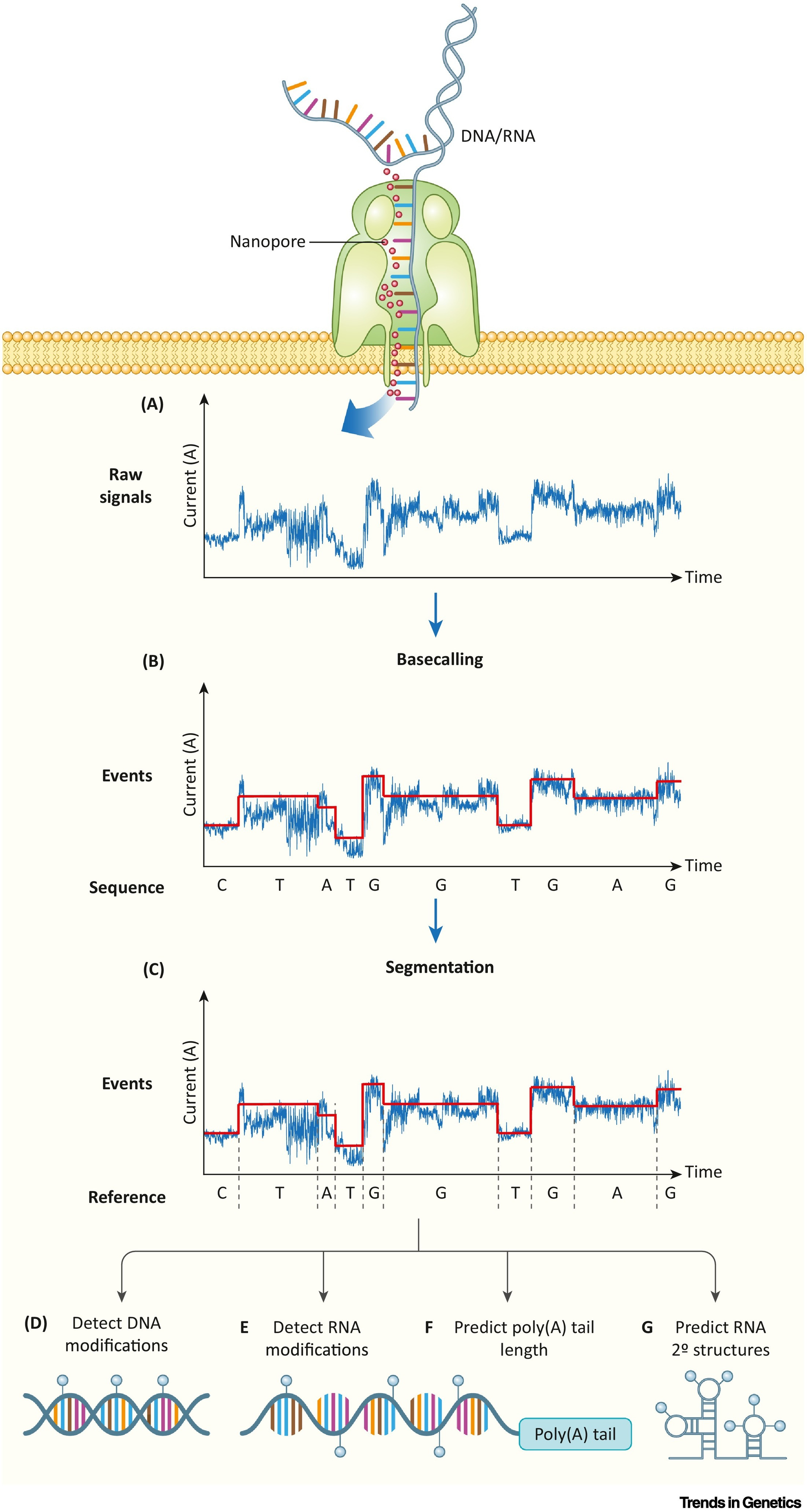 Driving Toward Nanopores - by Stephen Malina - Asimov Press