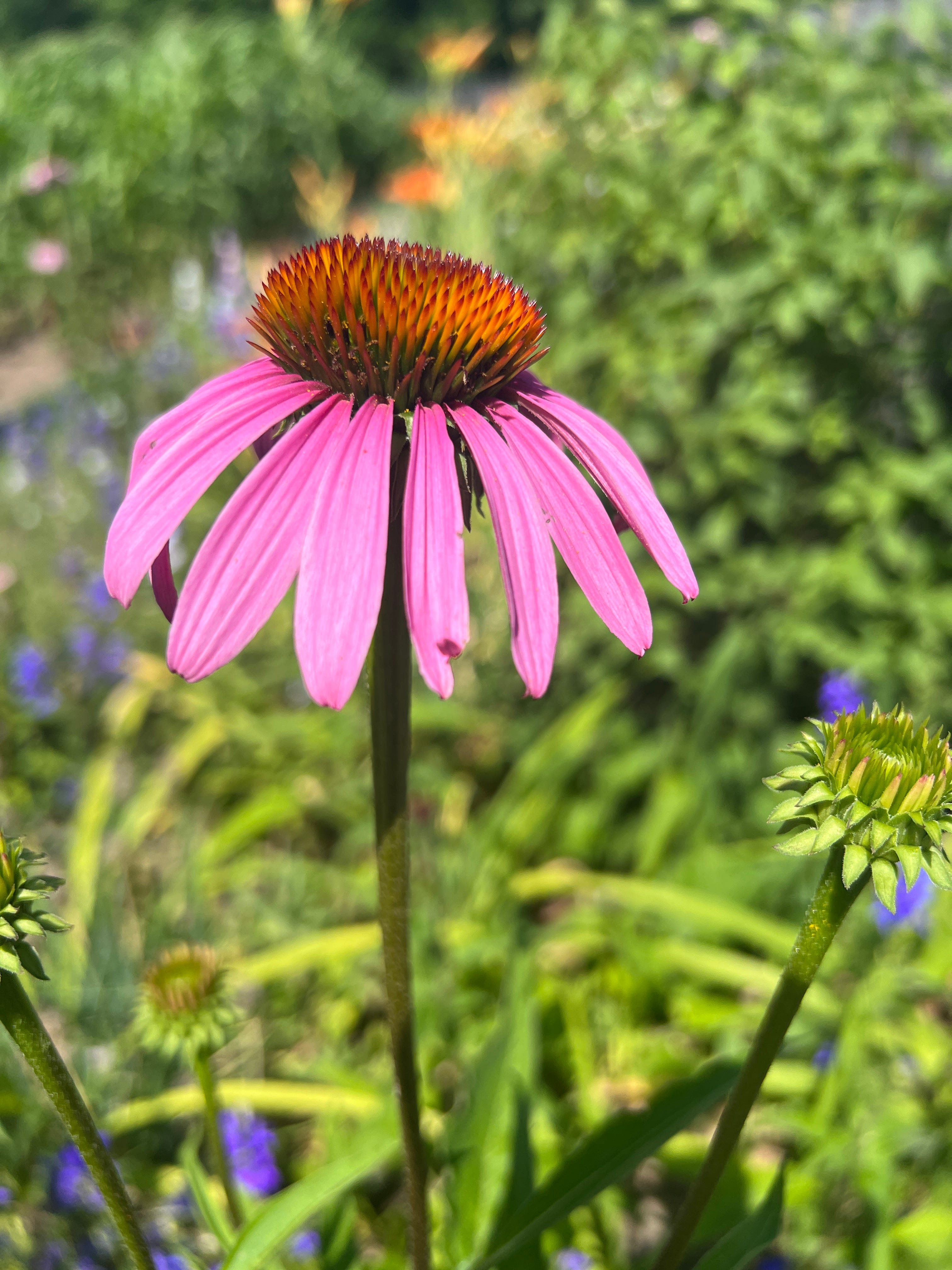 Billie WIld | Substack