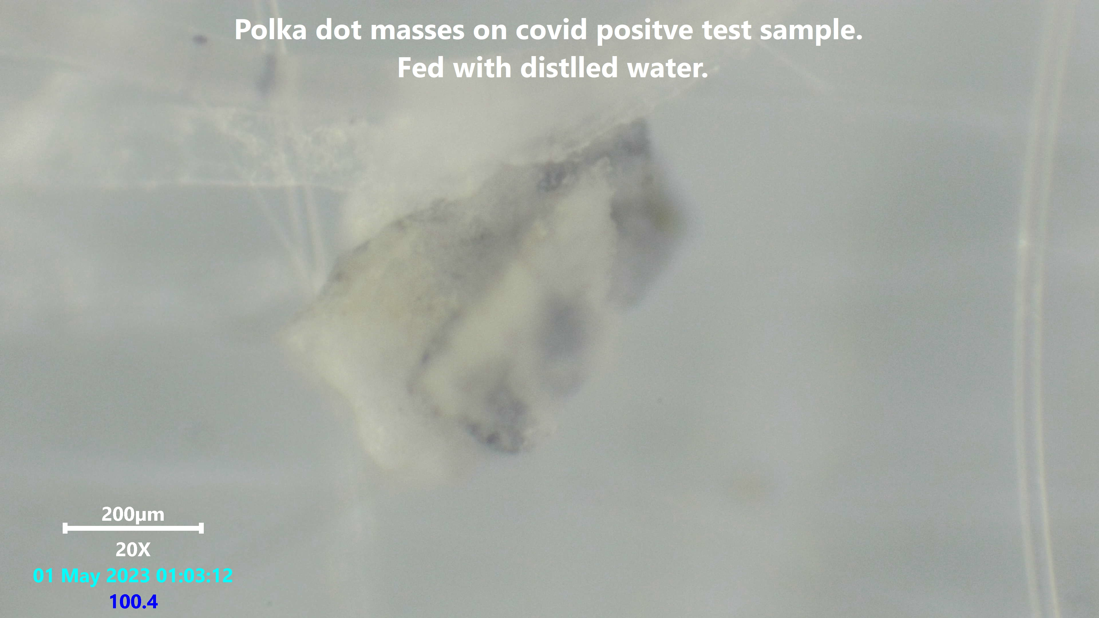 C O V -19 positive rapid test viewing. - Karl.C’s Substack