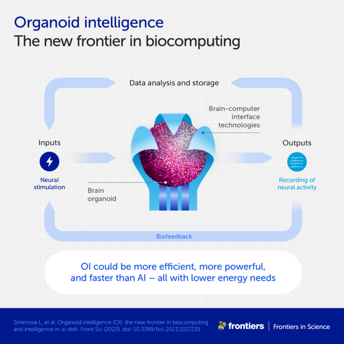 Organoid Intelligence: Lab-Grown Human Brains as AI Bio-Hardware