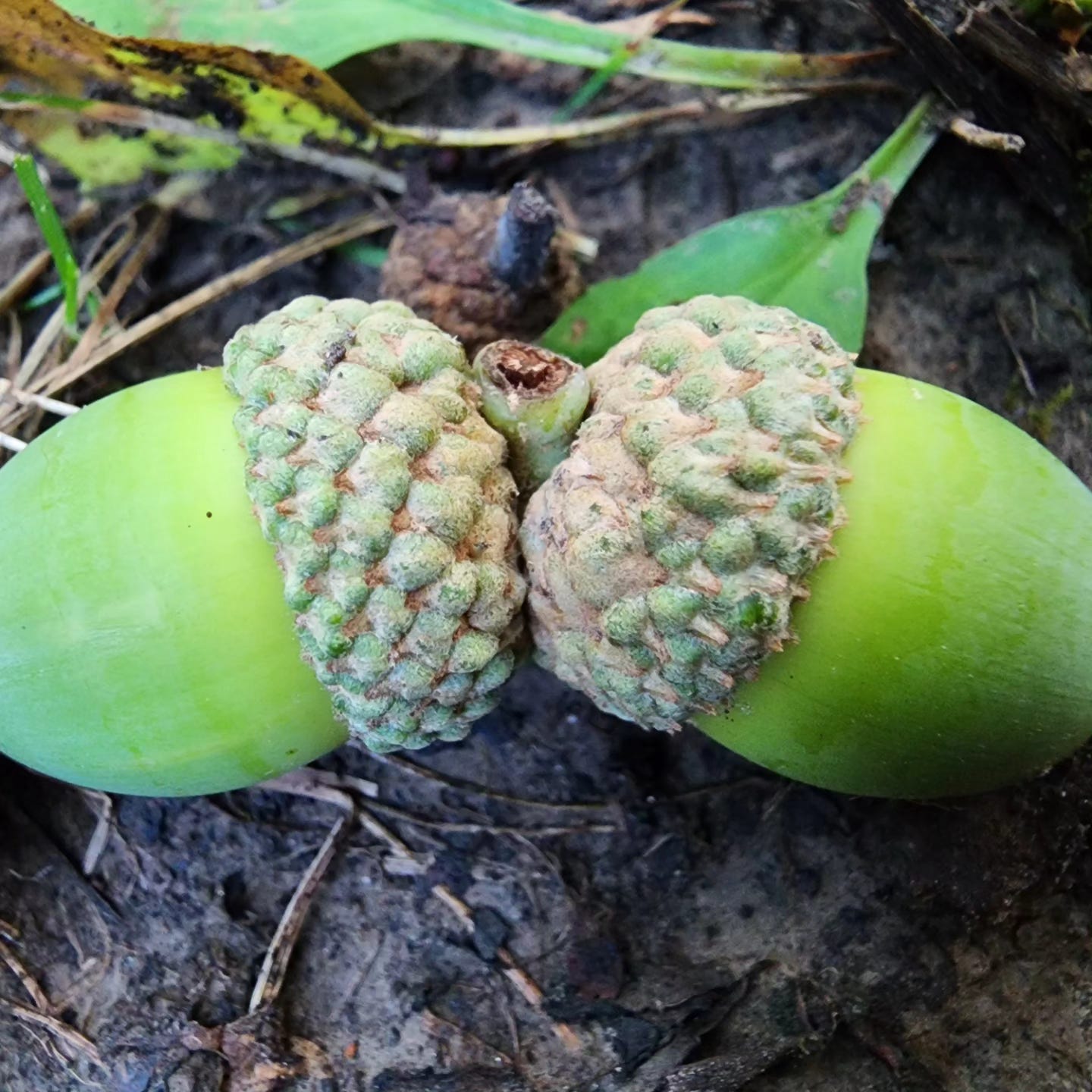 Lovely Green Acorns - by Robert Leonard