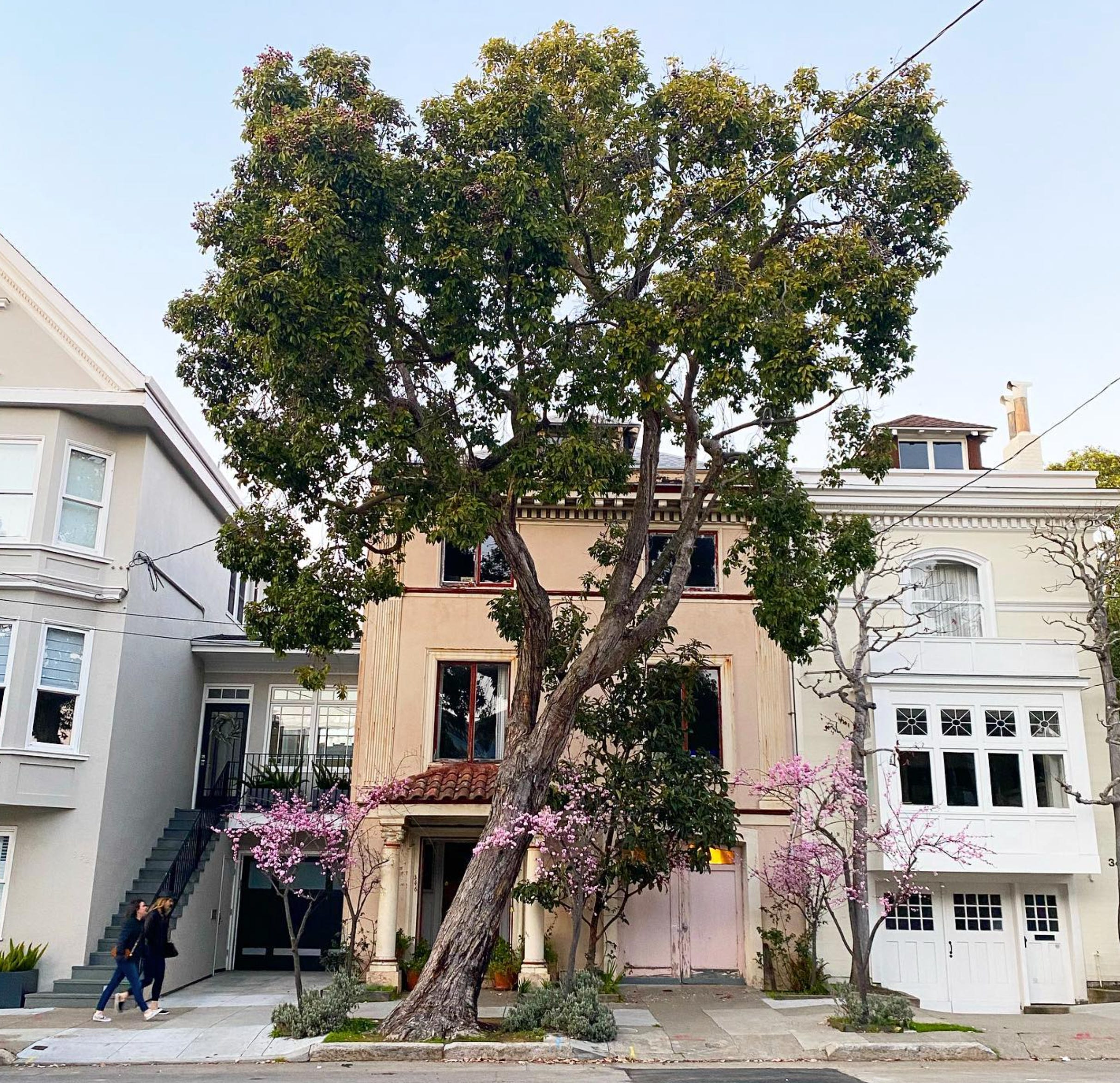 Trees are cool, and we should plant more of them