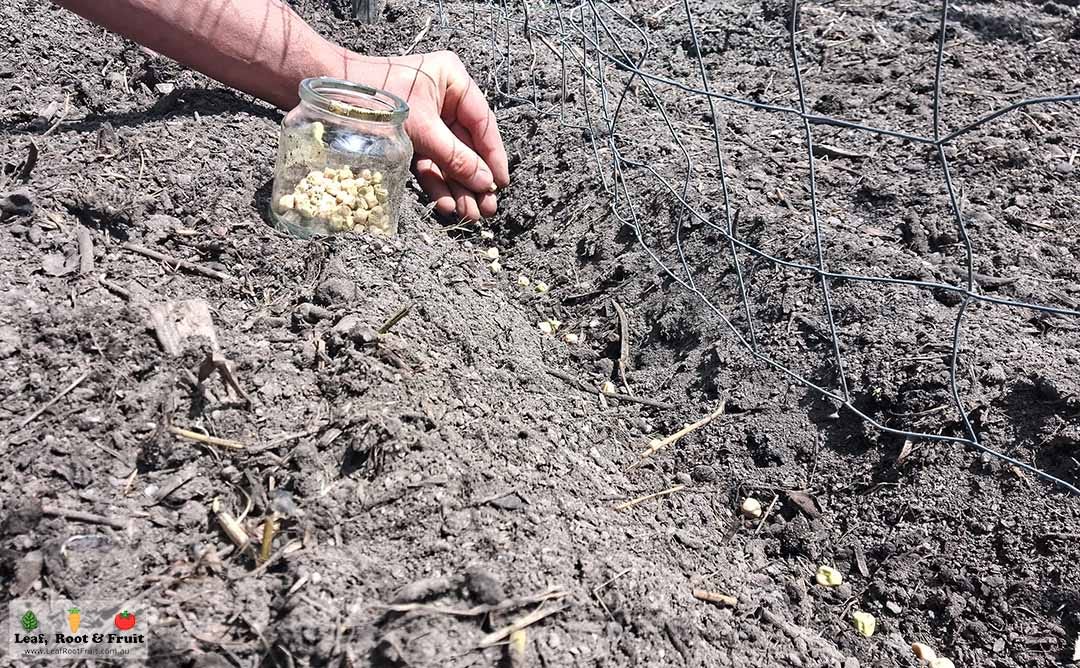 Planting Vegetable Seeds: Sowing Directly