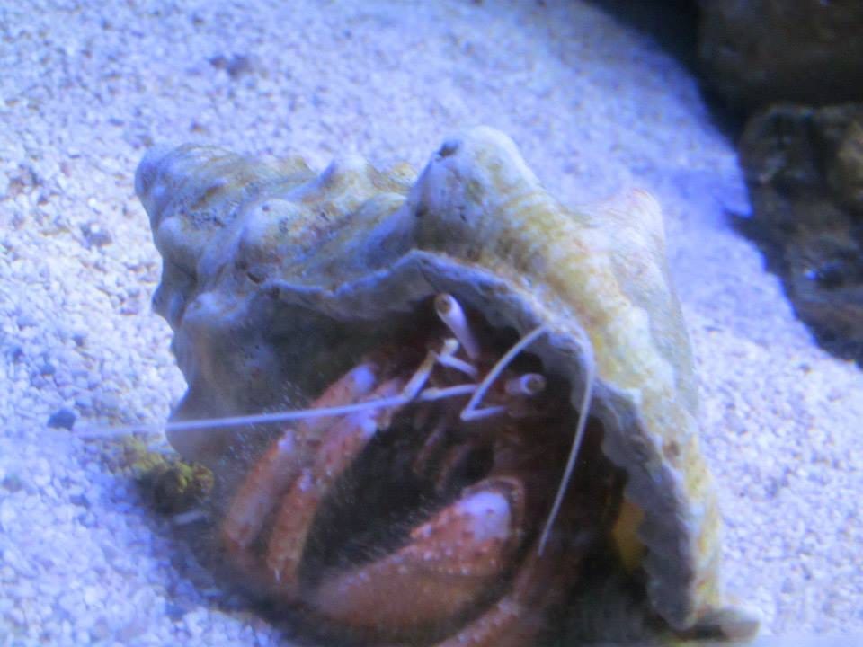 Swimming With The Fishes - by Libor Soural