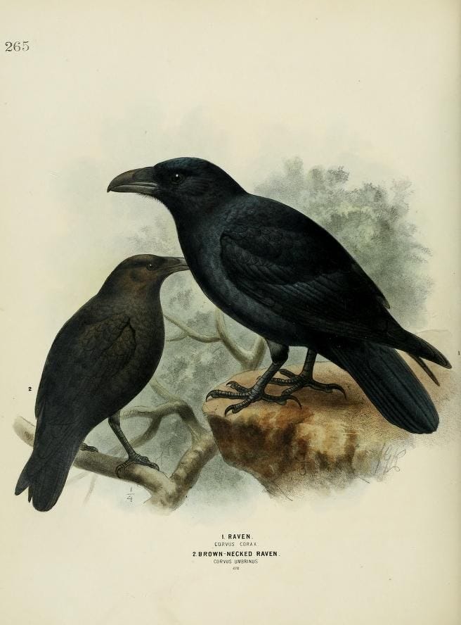 ravens and the tower - by emily rose - corn wolf