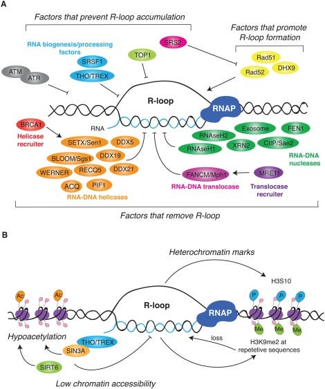 DNA-RNA hybrids, R-Loops and nuclease resistance of the mRNA vaccines DNA-RNA hybrids, R-Loops and nuclease resistance of the mRNA vaccines
