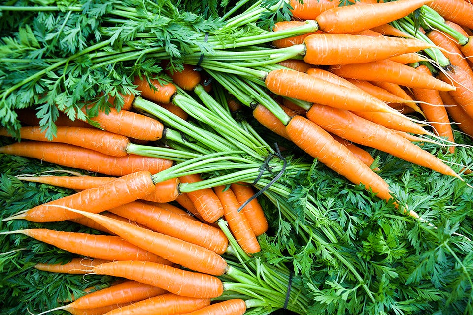 Carrot Root System