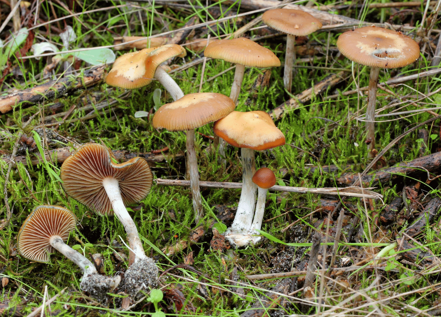 The Dark Truth About Wavy Cap Mushrooms (Psilocybe cyanescens)