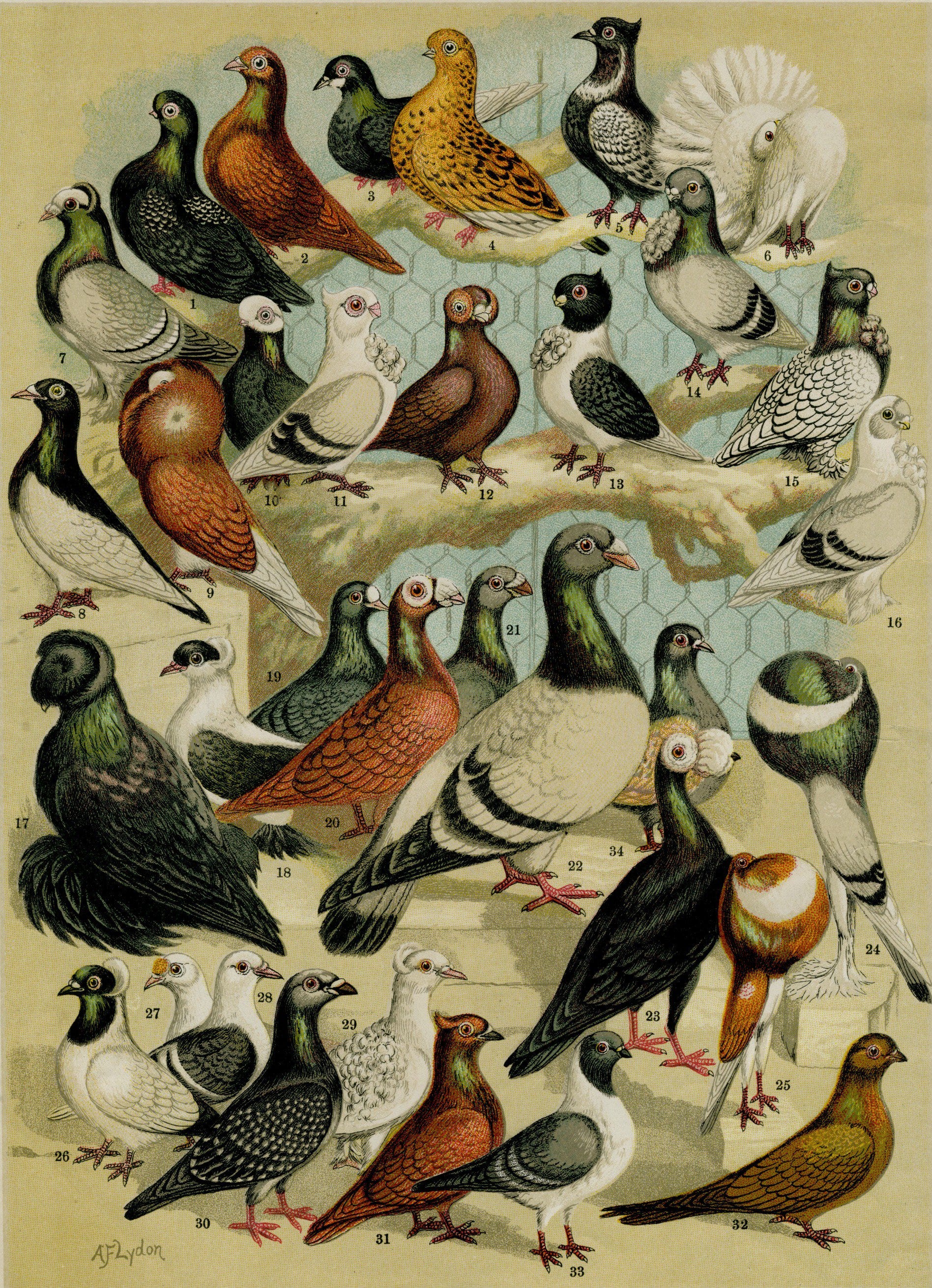 An update, a request, and a bunch of fancy pigeons