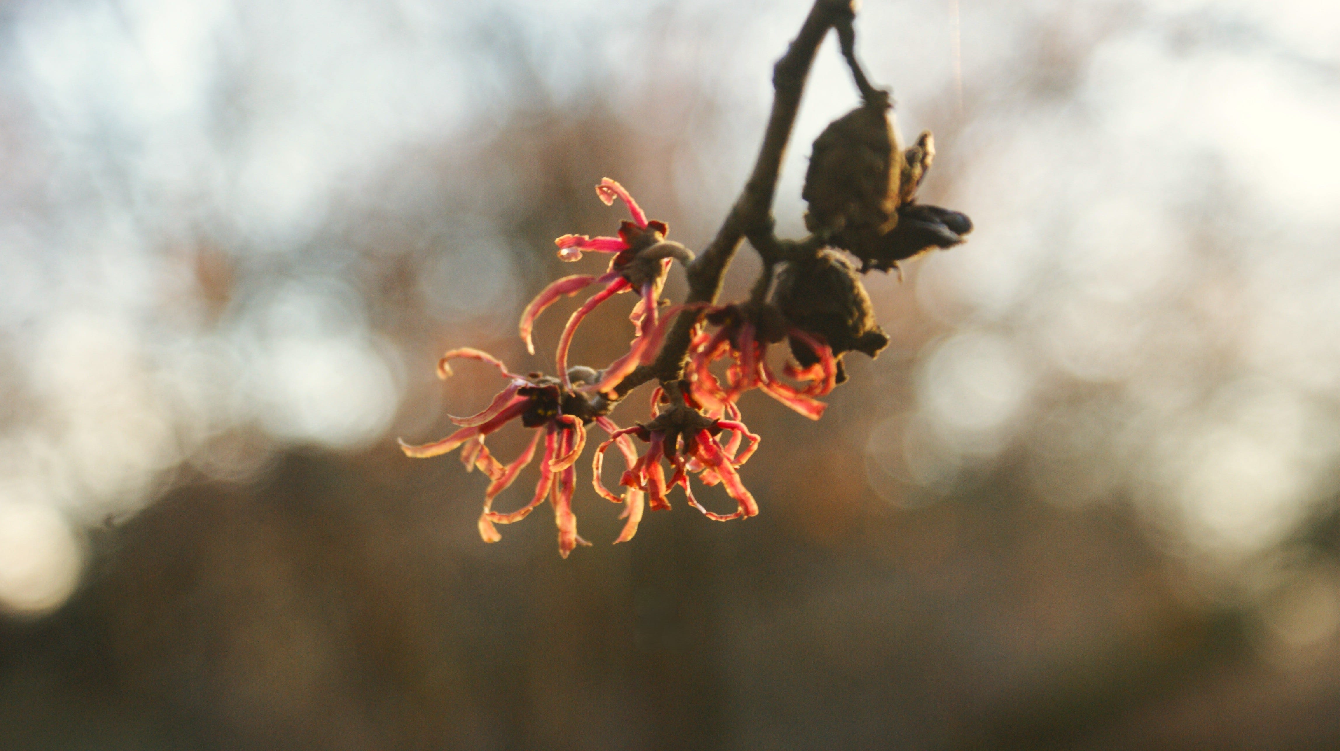 Beyond Precious: Spring is Coming, Even If I Can't See It Yet